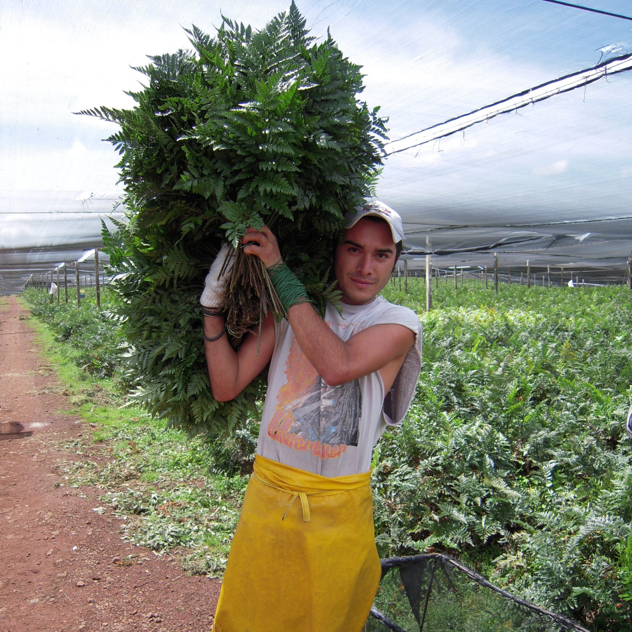 Ledervaren | Sterk, leerachtig en groen blad - Adomex International B.V.