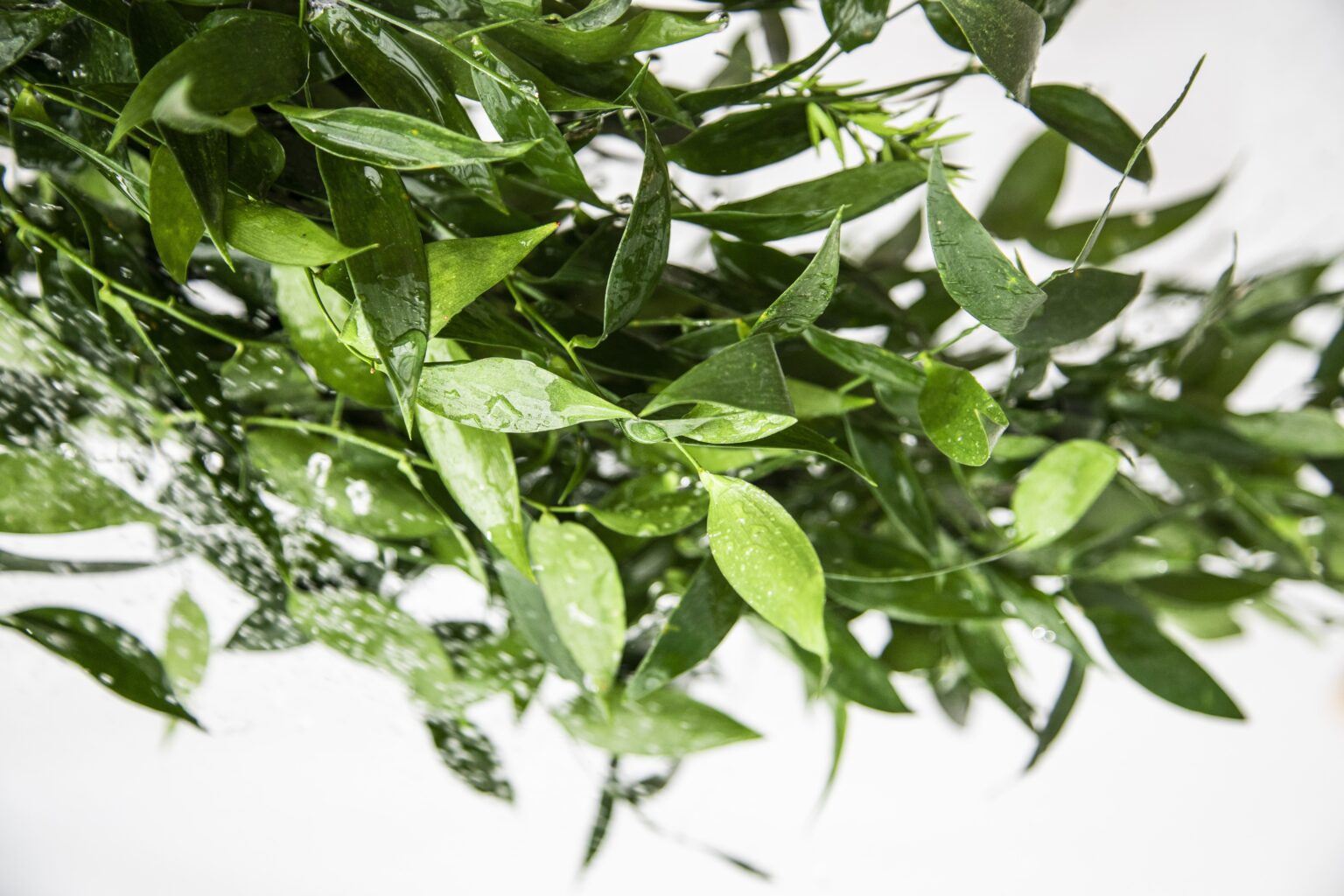 Ruscus | Cut green from Italy - Adomex International B.V.