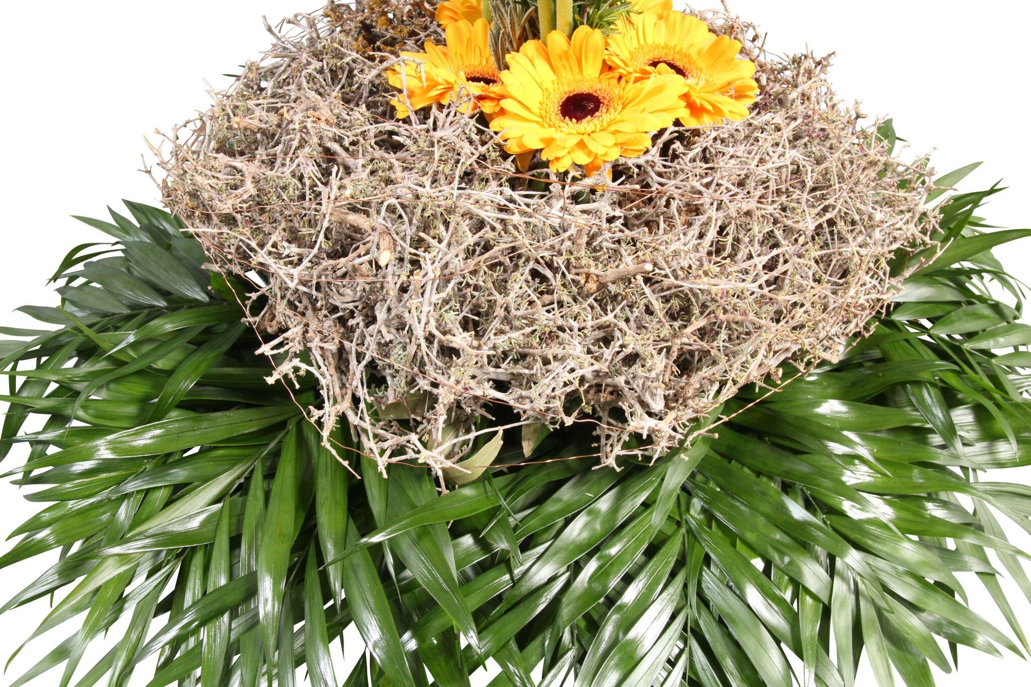 Chico Jumbo | Cut green - Adomex International B.V.