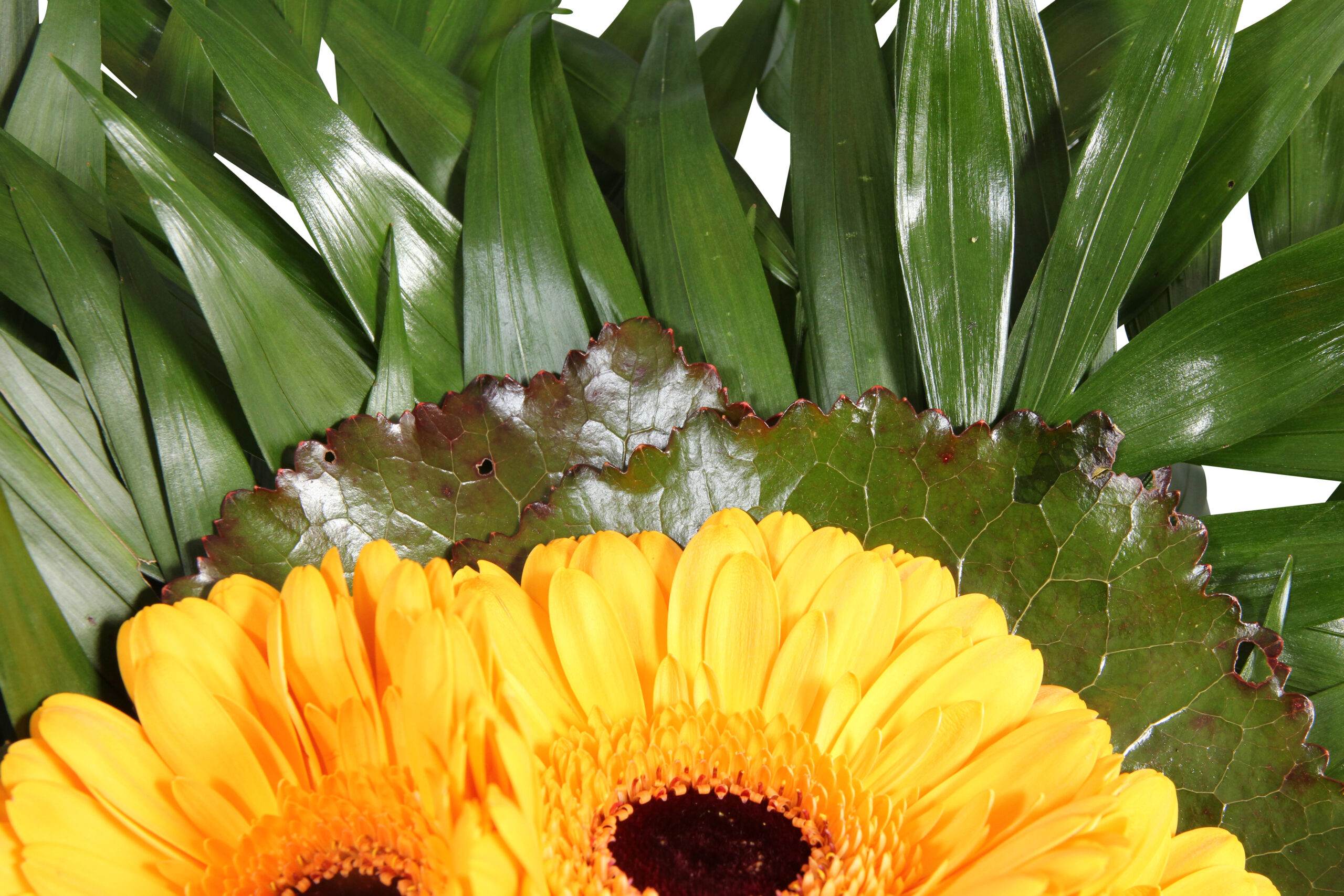 Chico Jumbo | Snijgroen - Adomex International B.V.