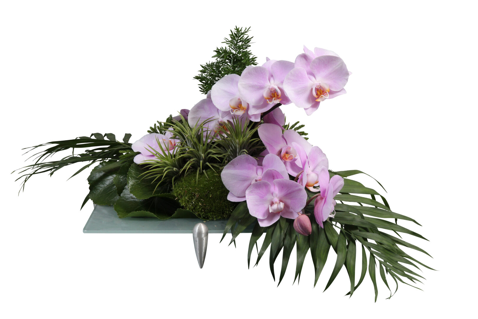 Chico Jumbo | Cut green - Adomex International B.V.