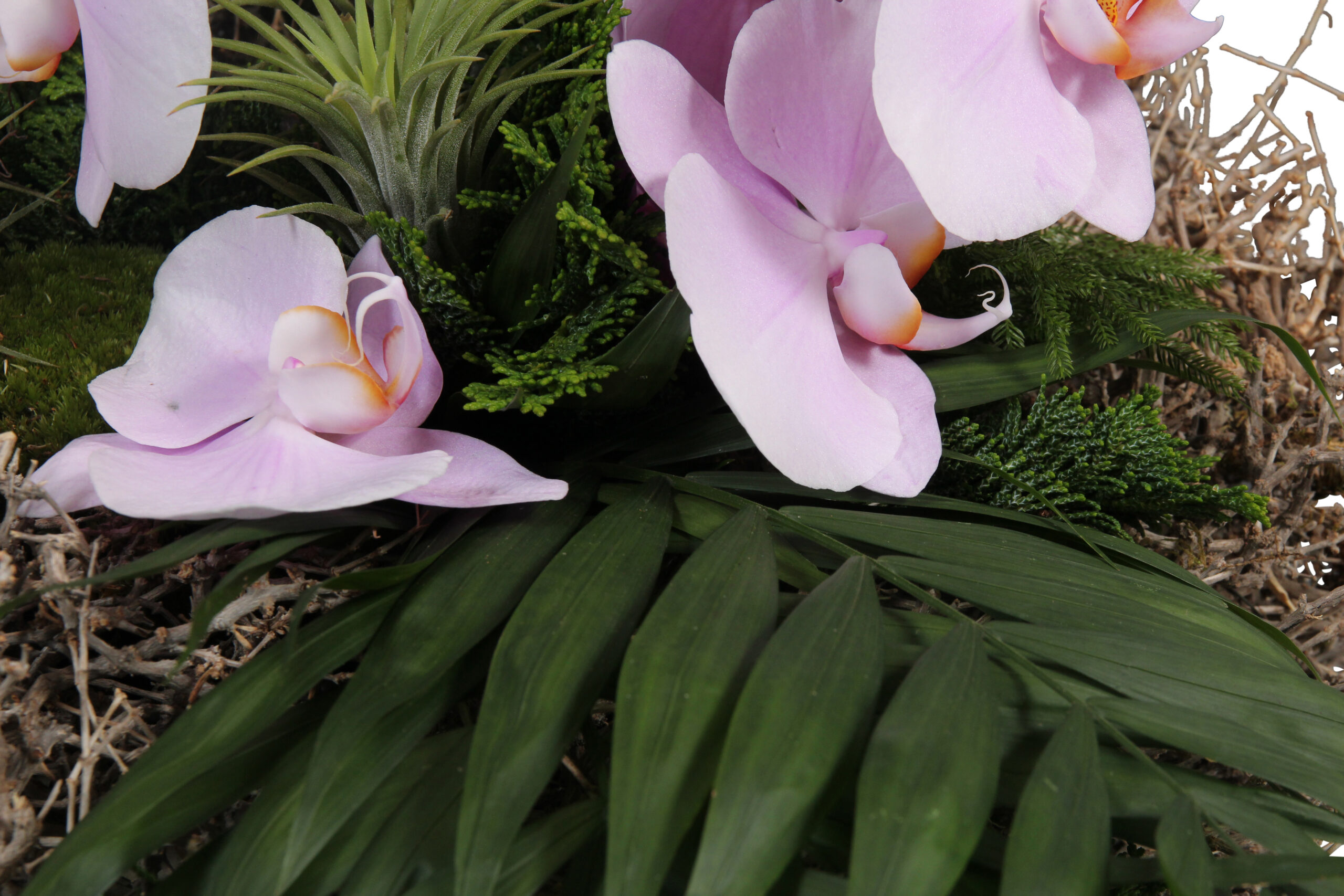 Chico Jumbo | Snijgroen - Adomex International B.V.