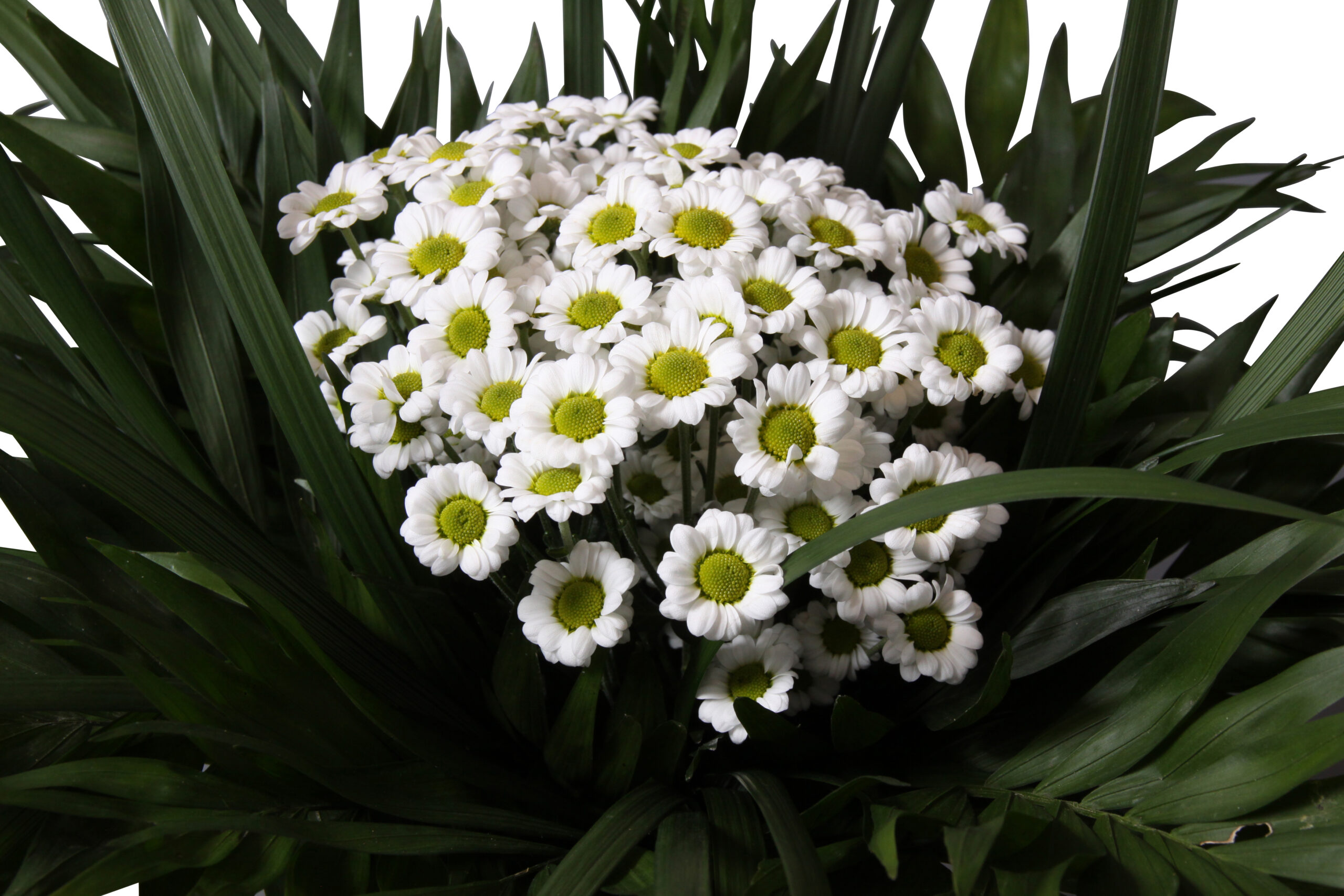 Chico Jumbo | Snijgroen - Adomex International B.V.