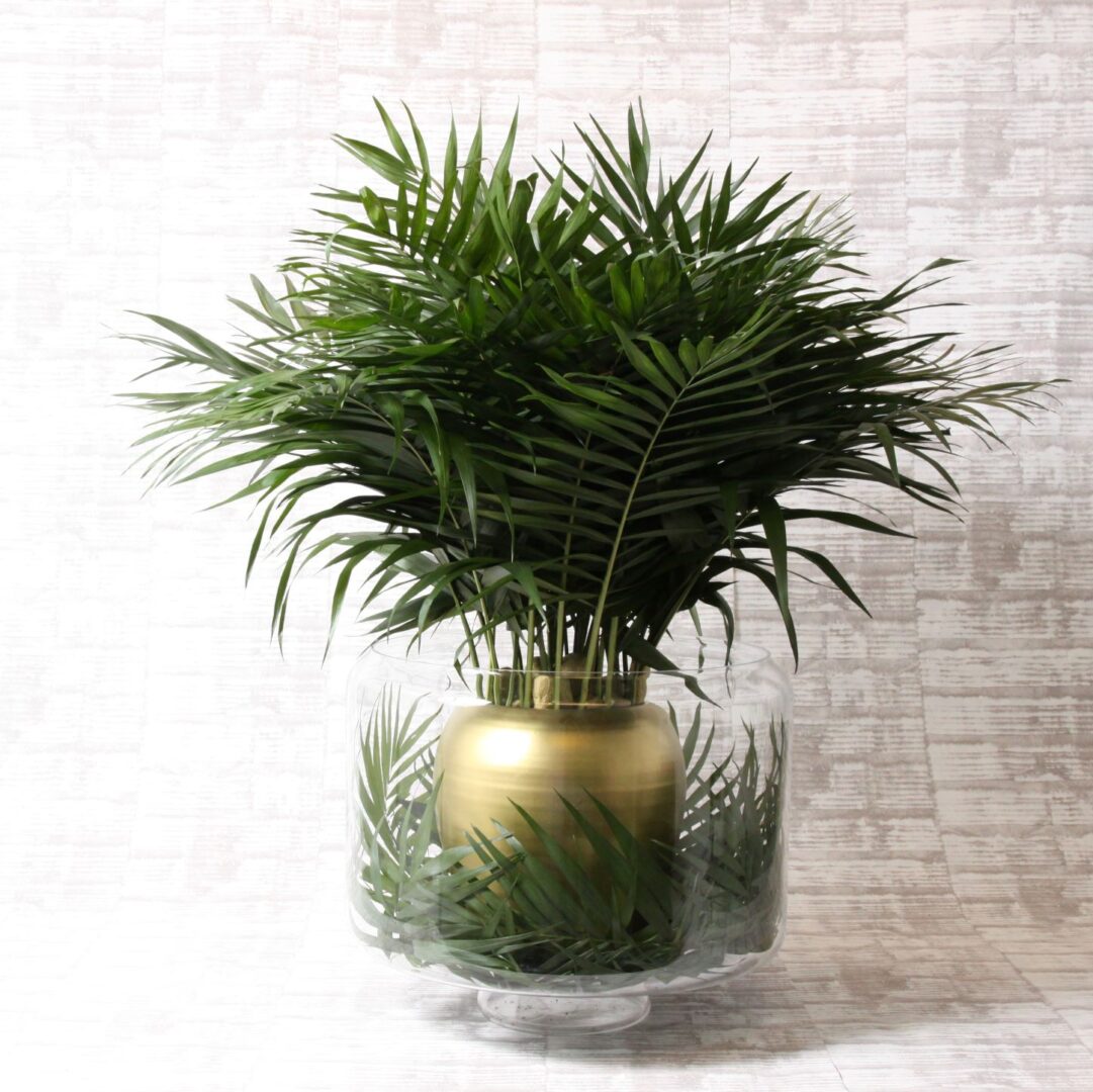 Chico Jumbo | Cut green - Adomex International B.V.