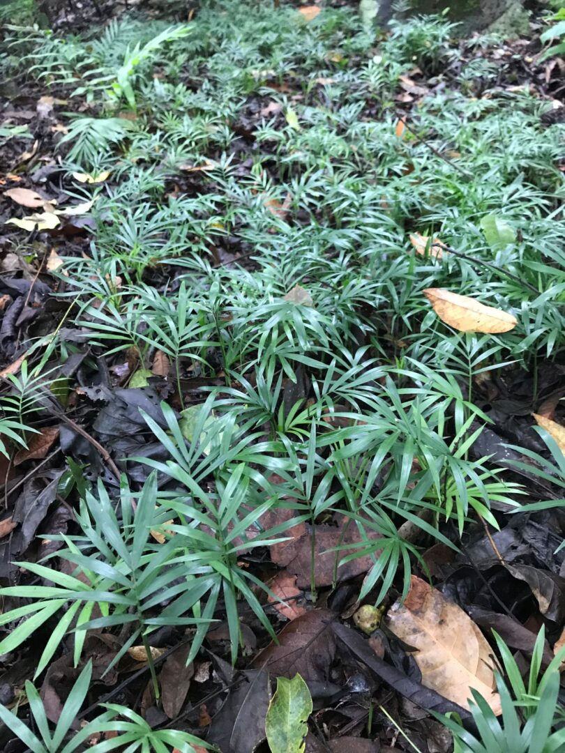 Chico Jumbo | Cut green - Adomex International B.V.