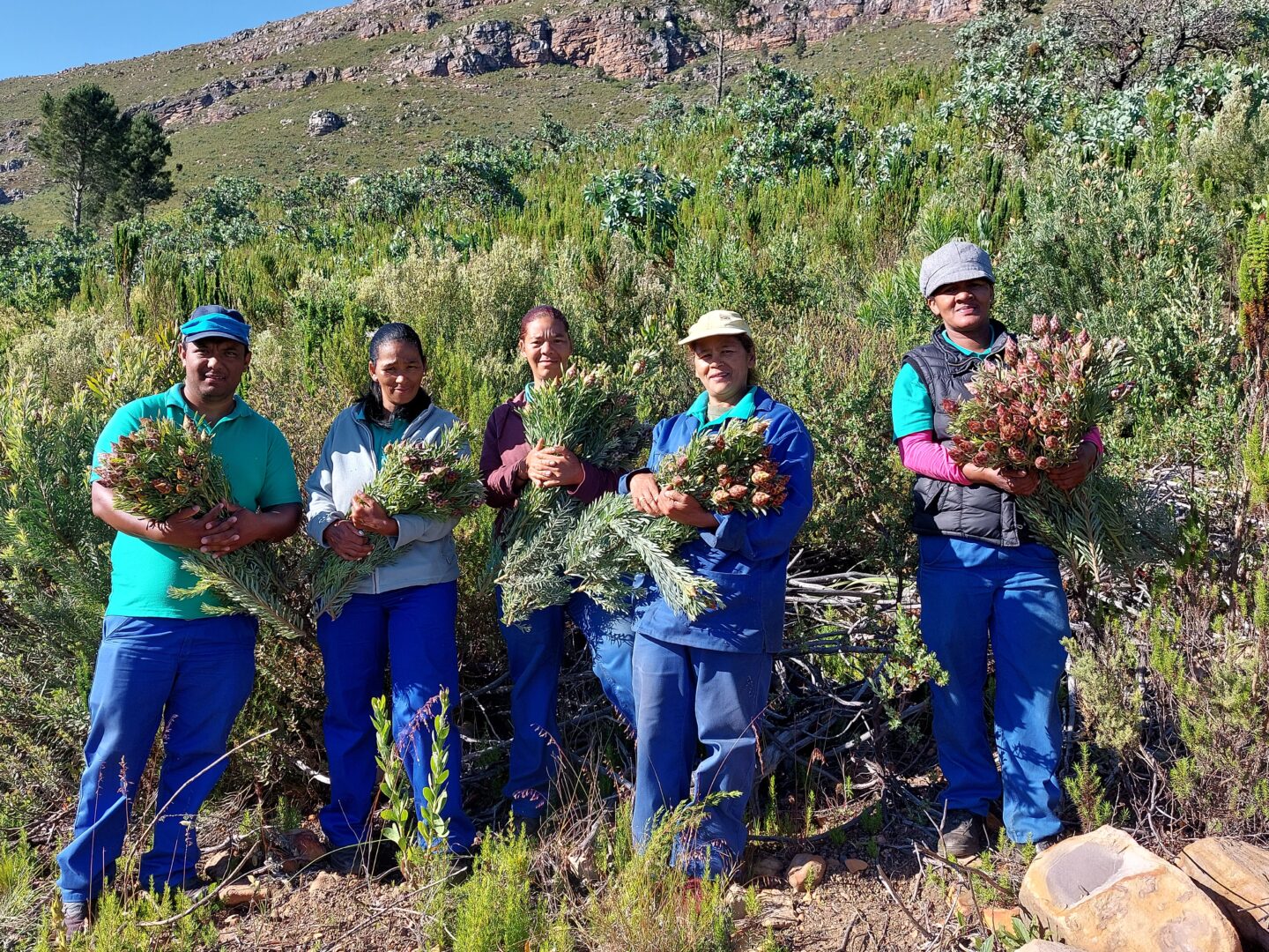 Kaaps groen | Snijgroen groothandel - Adomex International B.V.