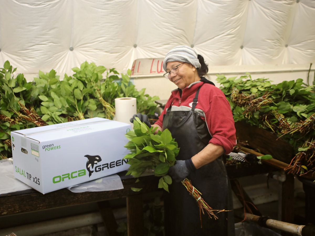 The Home of Salal - Adomex