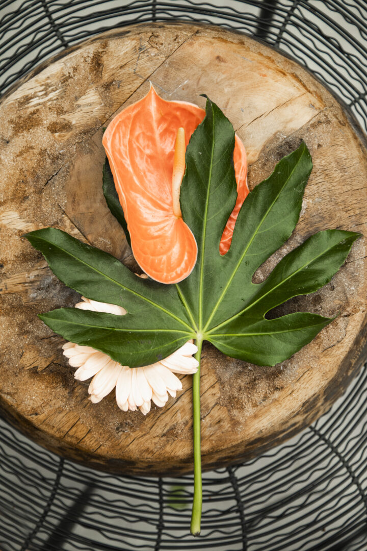 OrcaGreen | Een bekend snijgroen merk - Adomex International B.V.